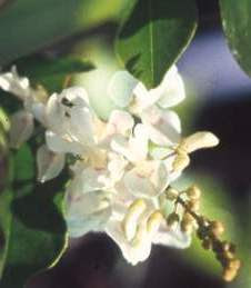 iTravel: Mthatha (Umtata) #CulturalTourism